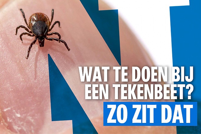 Zo Zit Dat Wat Te Doen Bij Een Tekenbeet Het Nieuwsblad